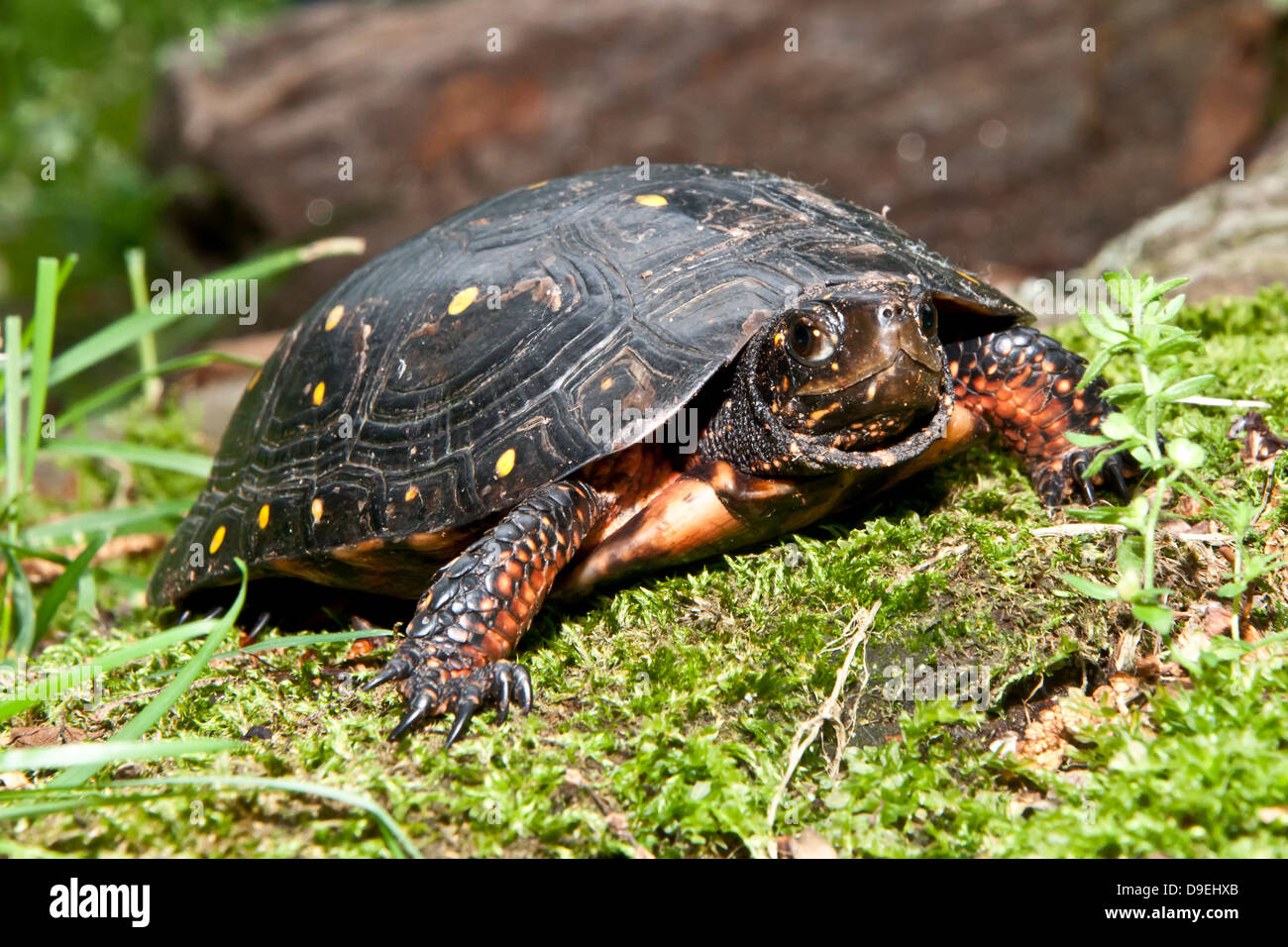 Yellow spotted turtle hi-res stock photography and images - Alamy