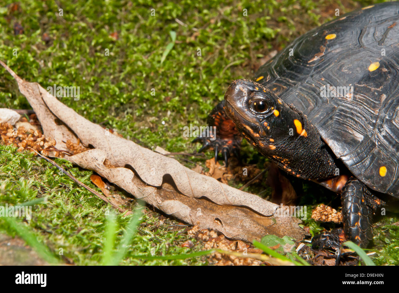 Turtle plastron hi-res stock photography and images - Alamy