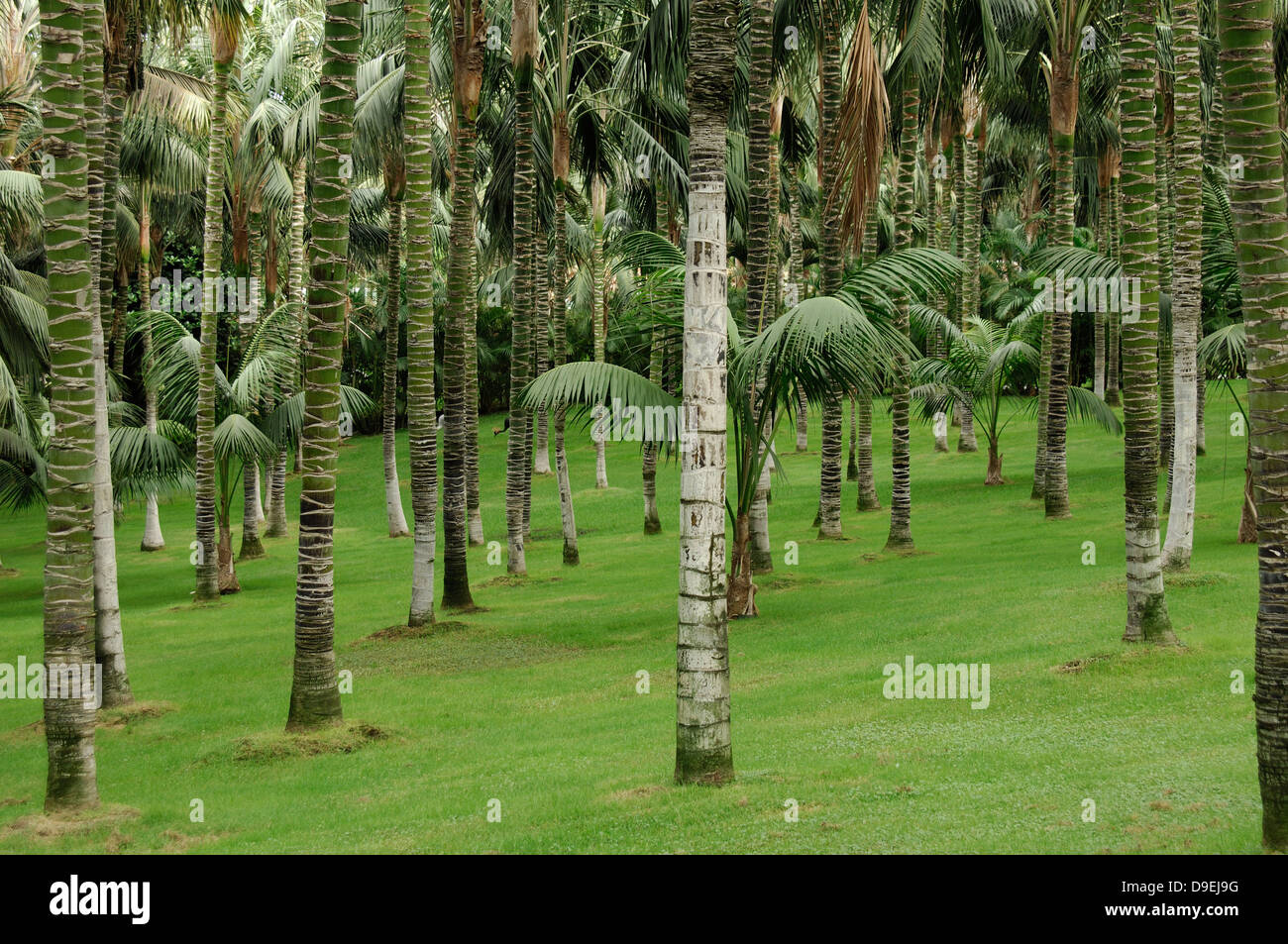Palm grove hi-res stock photography and images - Alamy
