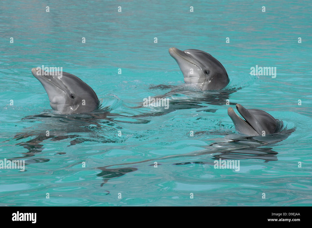 Three synchronically swimming dolphins Stock Photo - Alamy