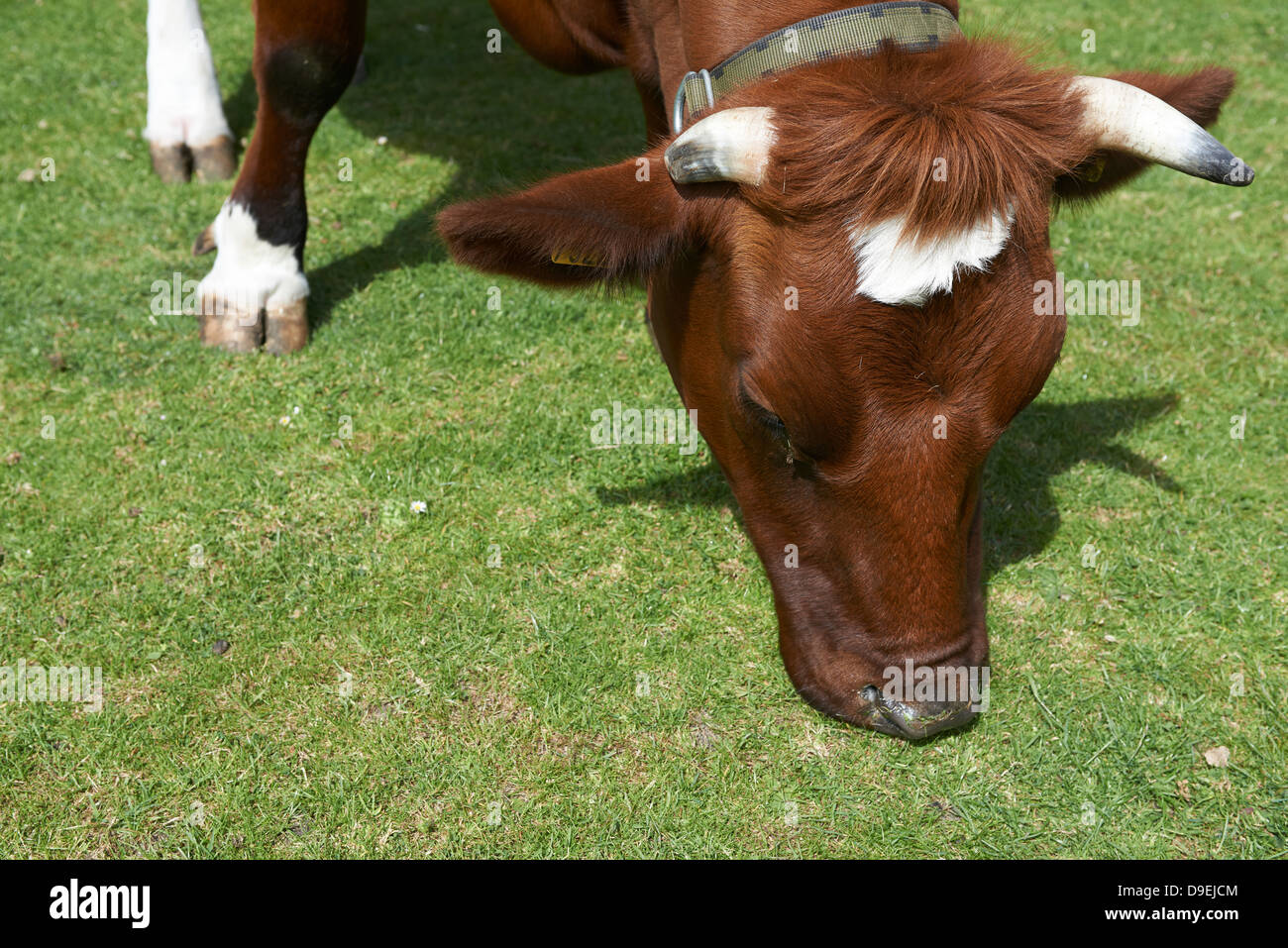Cow out at feed Stock Photo - Alamy