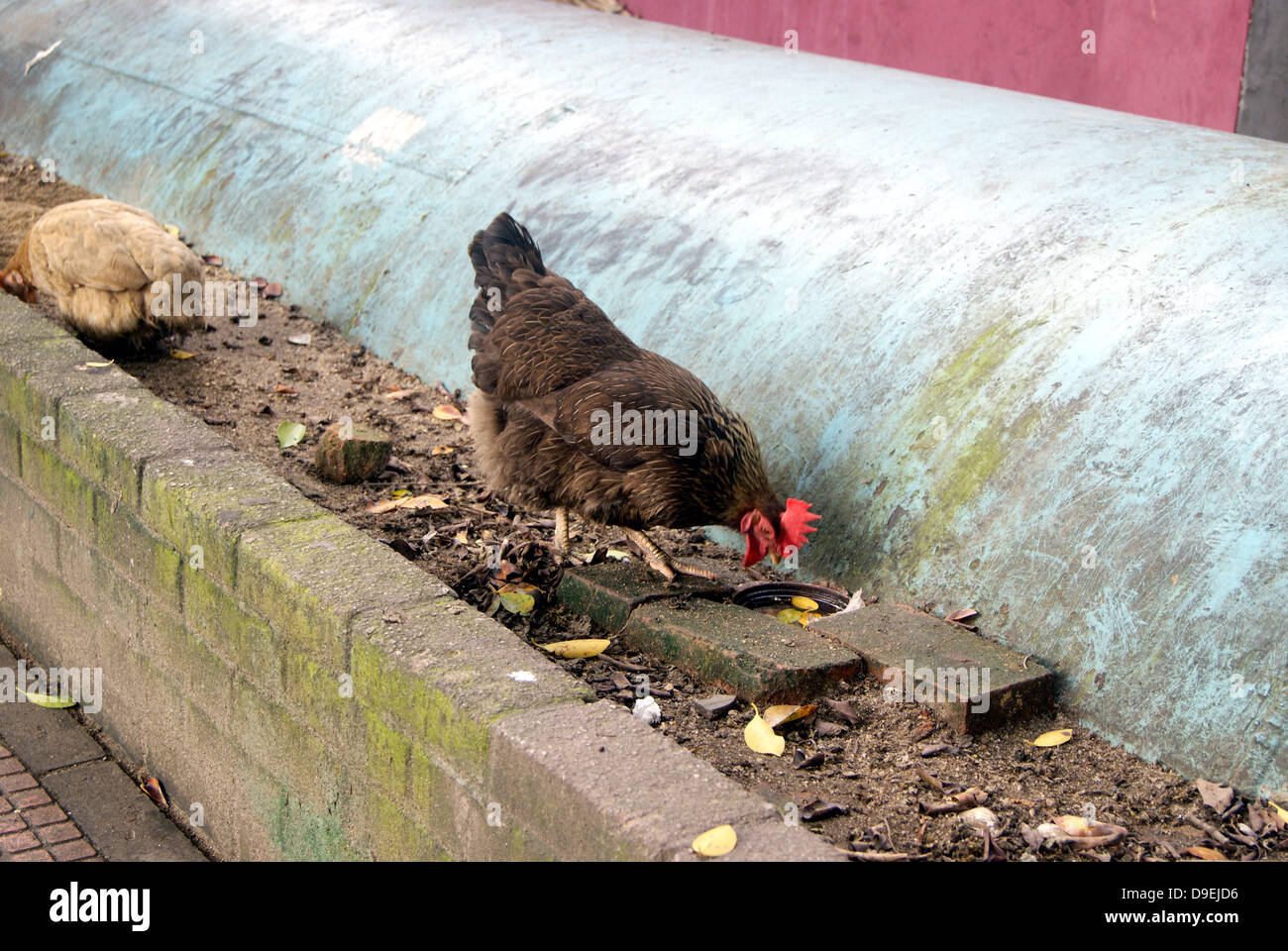 Hen outdoors in search of food Stock Photo - Alamy