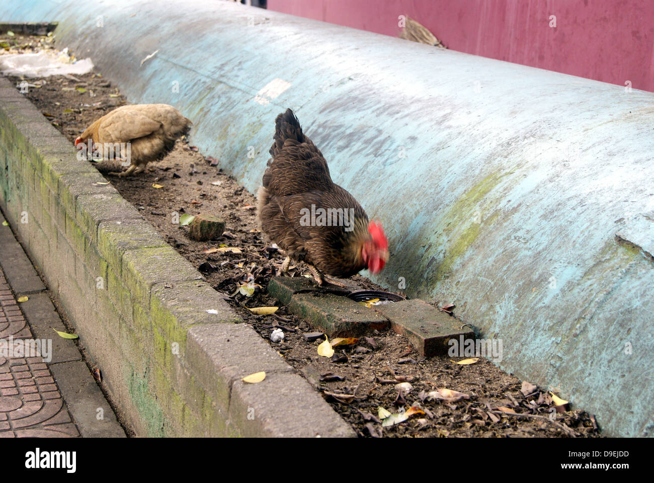 Hen outdoors in search of food Stock Photo - Alamy