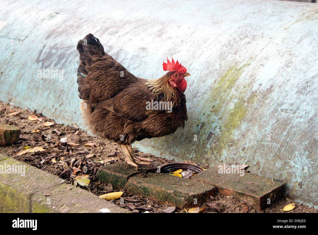 Hen food hi-res stock photography and images - Alamy