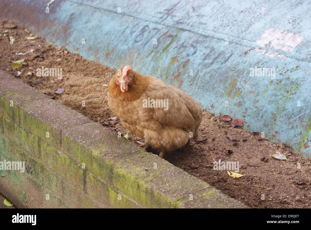 Hen outdoors in search of food Stock Photo - Alamy