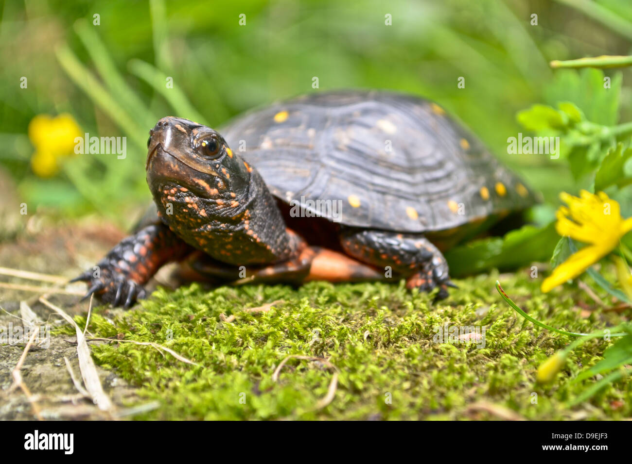 Spotted turtle hi-res stock photography and images - Alamy