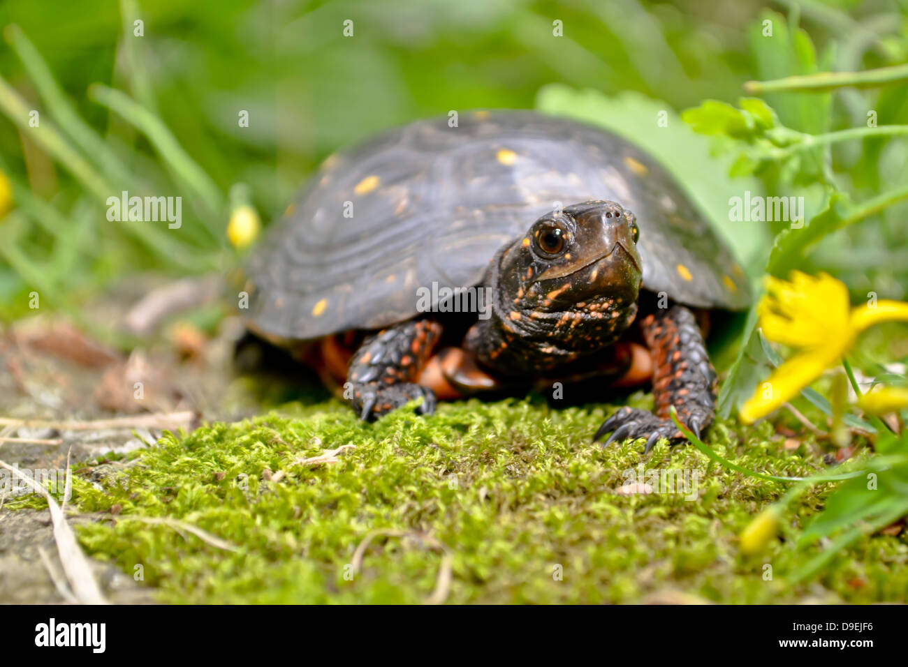 Spotted turtle hi-res stock photography and images - Alamy