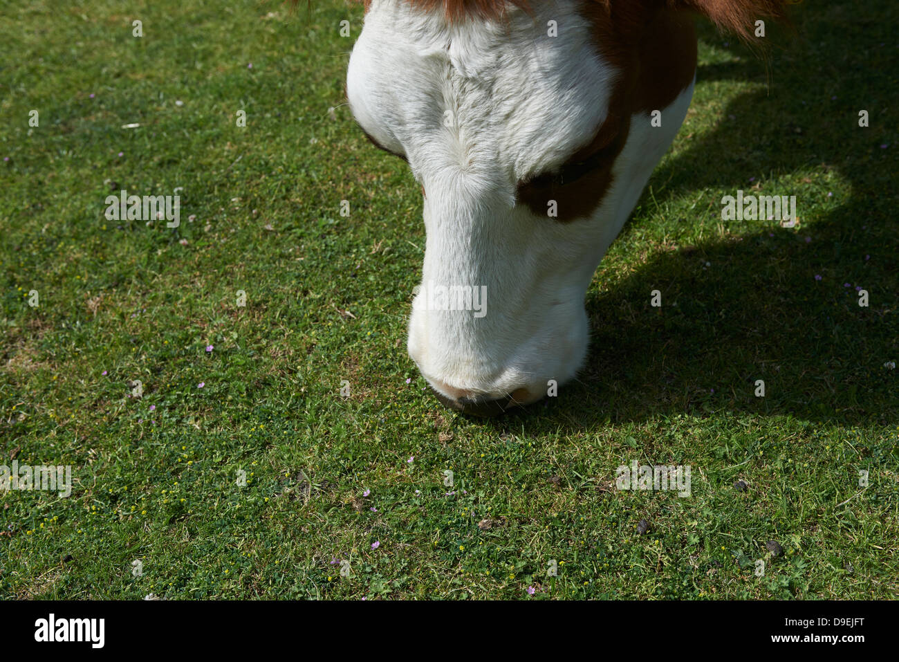 Cow eating feed hi-res stock photography and images - Alamy