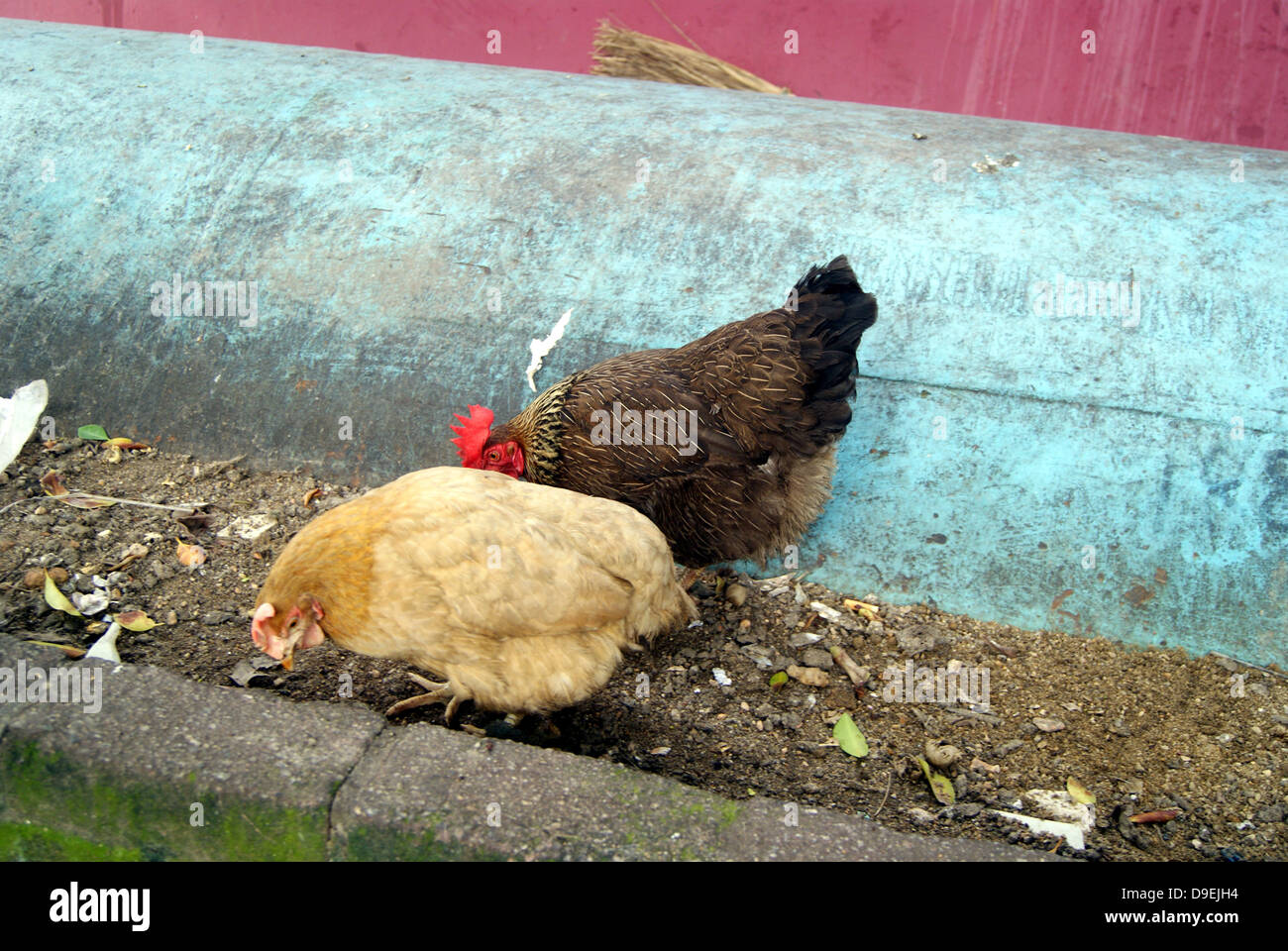 Hen outdoors in search of food Stock Photo - Alamy