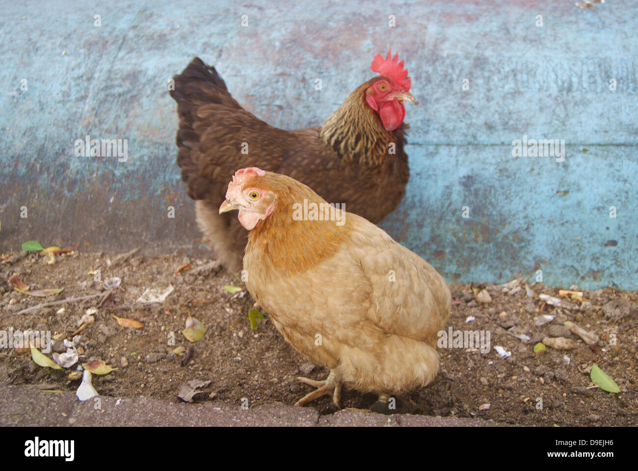 Hen outdoors in search of food Stock Photo - Alamy