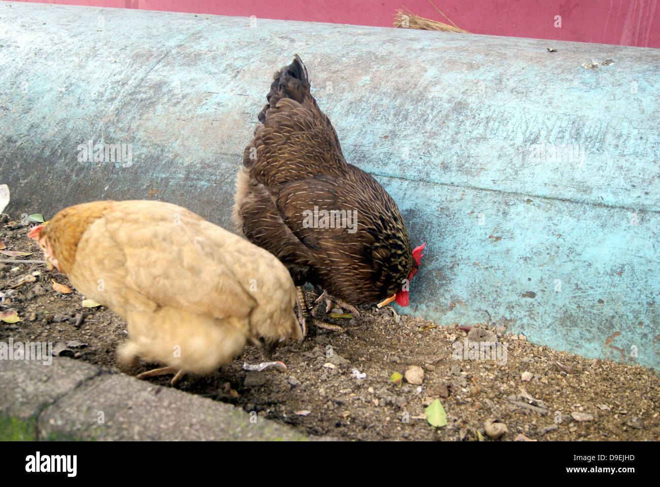 Hen outdoors in search of food Stock Photo - Alamy