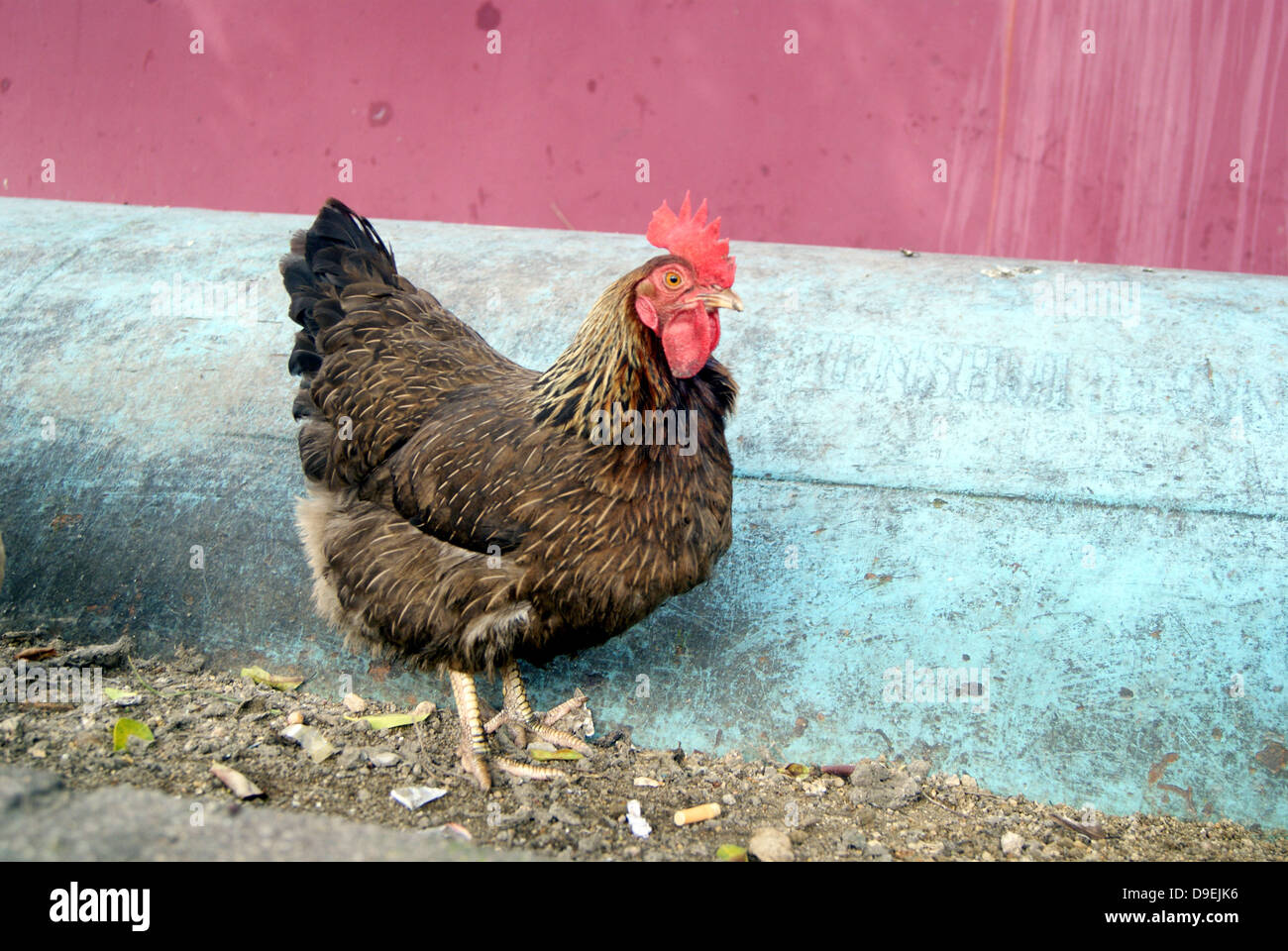 Hen outdoors in search of food Stock Photo - Alamy