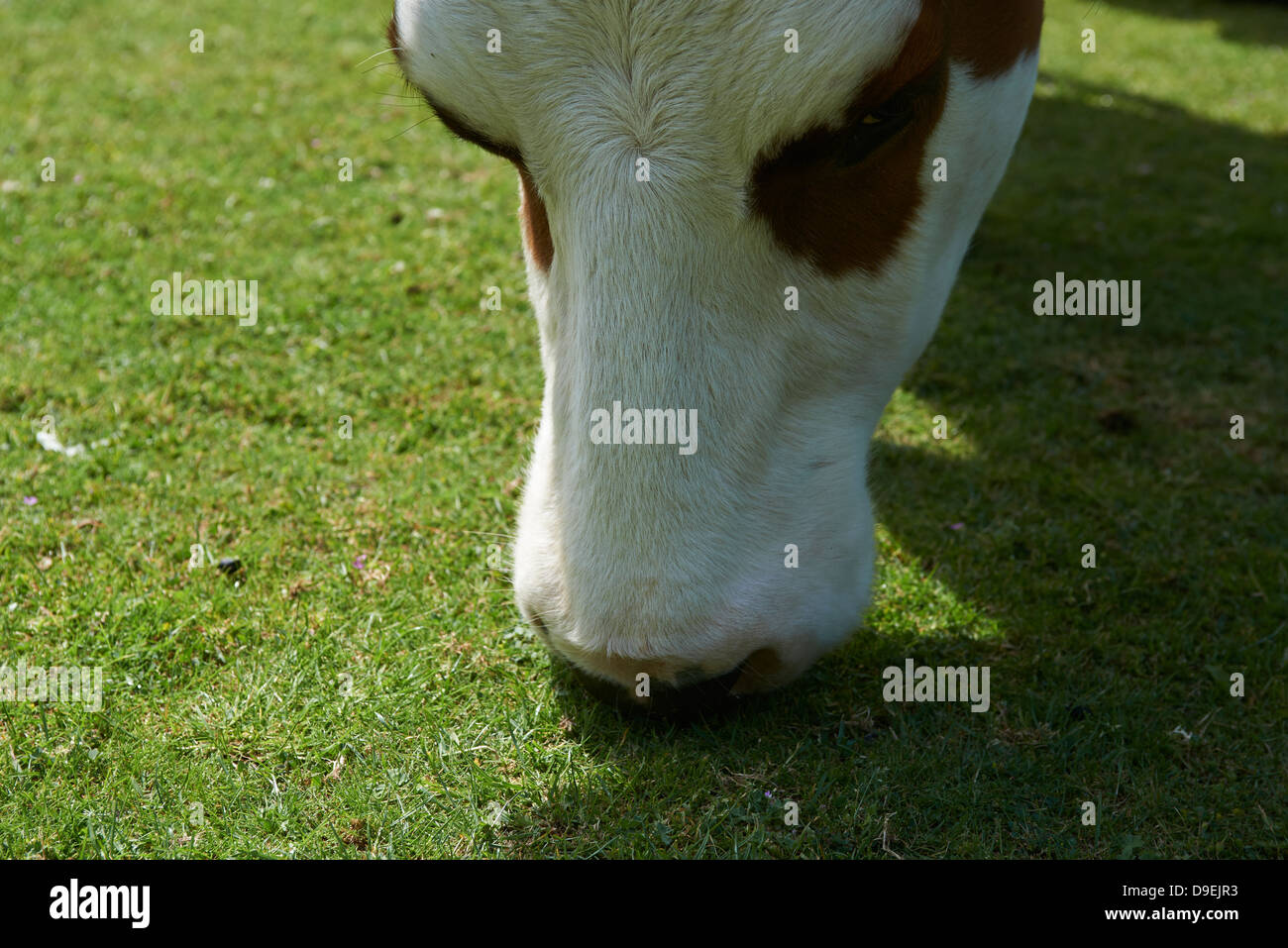 Cow out at feed Stock Photo - Alamy