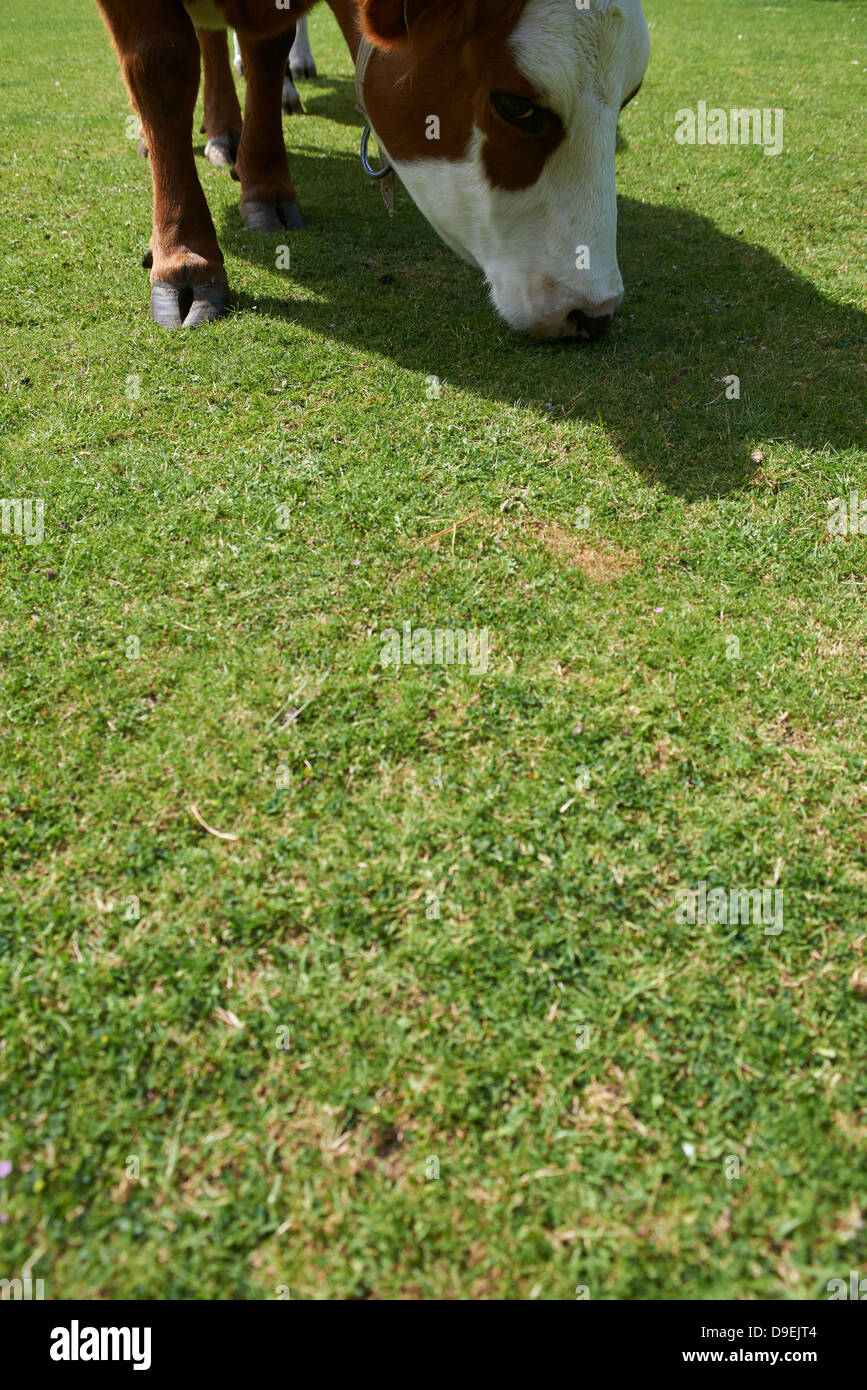 Cow out at feed Stock Photo - Alamy