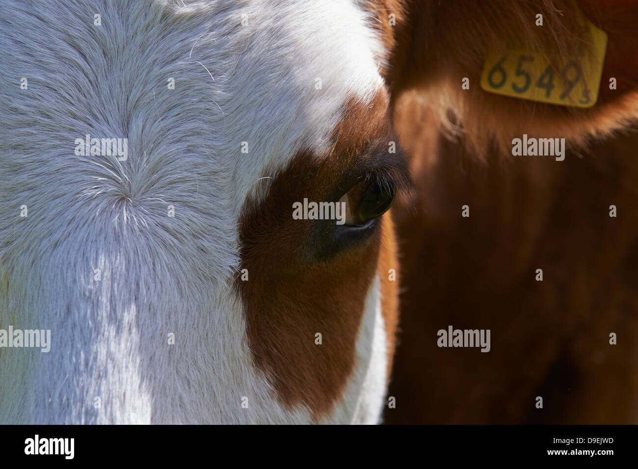 Shot without face close hi-res stock photography and images - Alamy