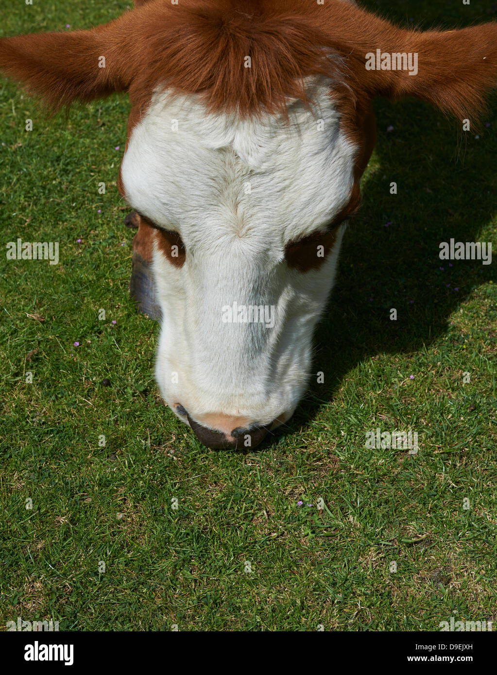 Cow out at feed Stock Photo - Alamy