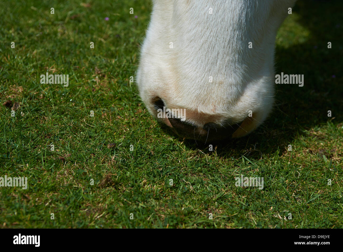 Cow out at feed Stock Photo - Alamy