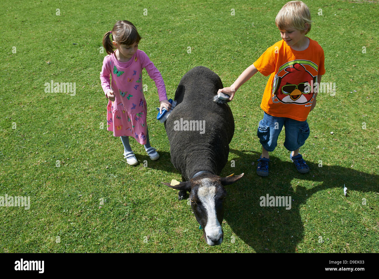 Children Boy and Girl with sheep sunny day outside Stock Photo - Alamy