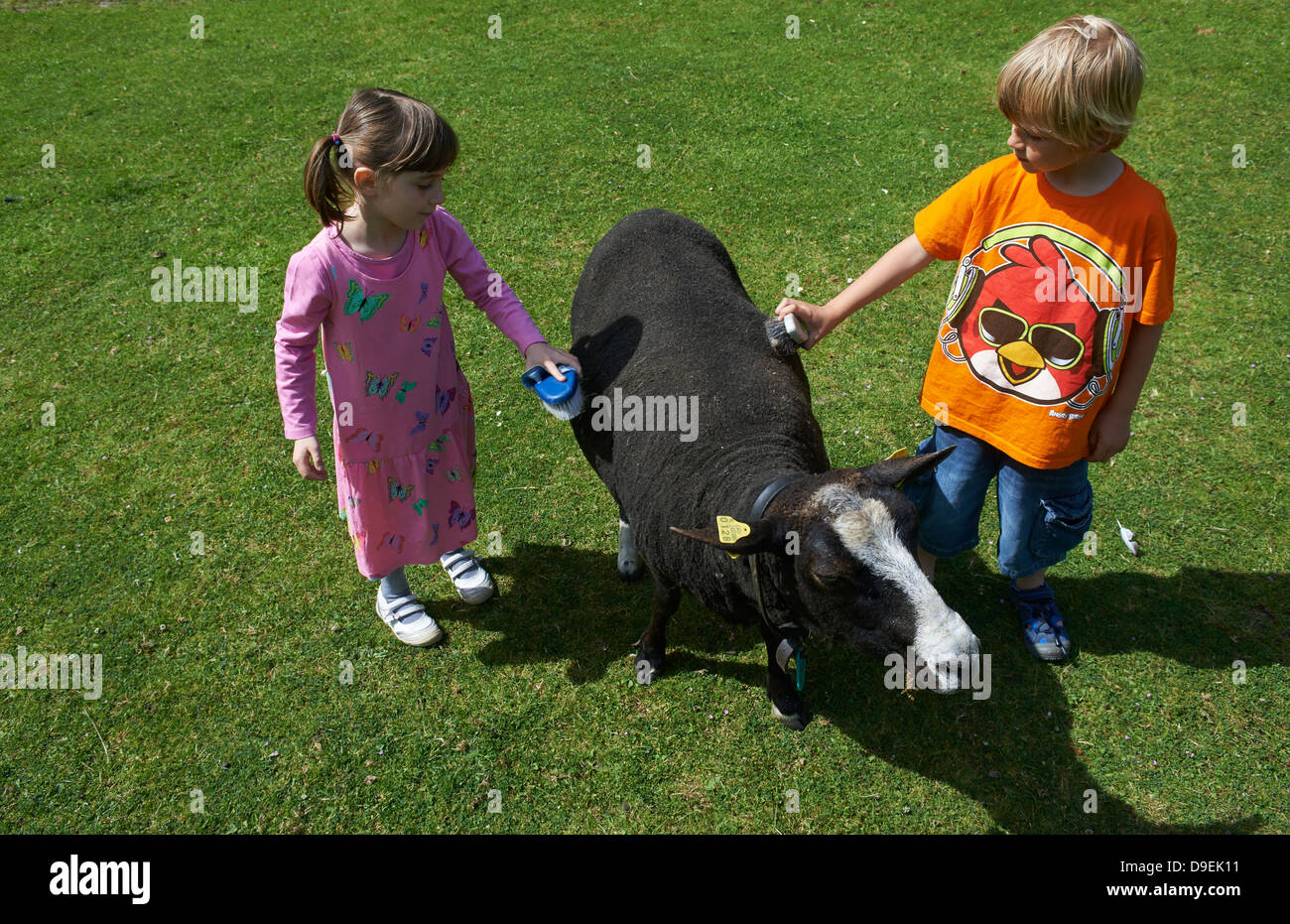 Children Boy and Girl with sheep sunny day outside Stock Photo - Alamy