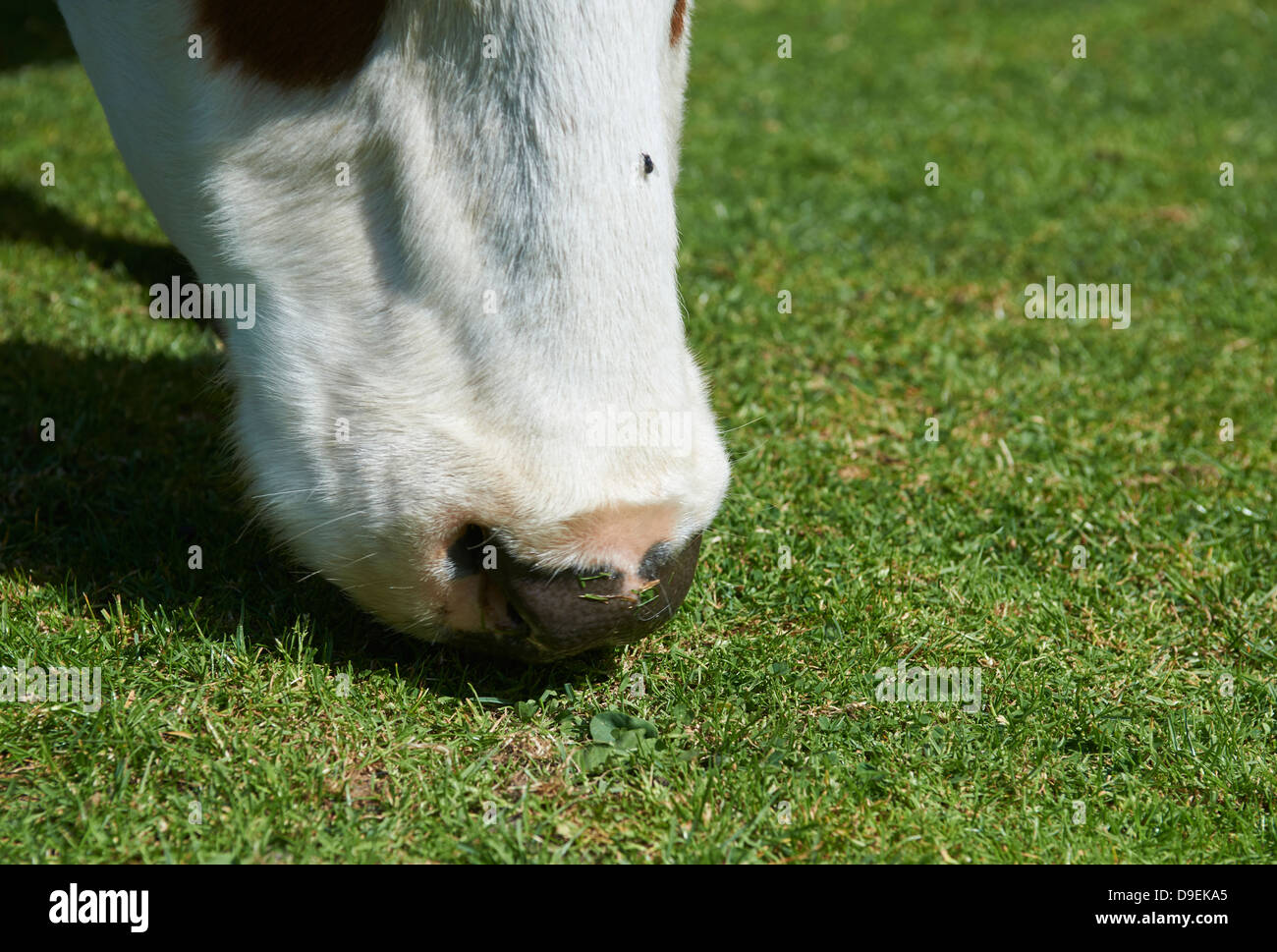 Cow out at feed Stock Photo - Alamy