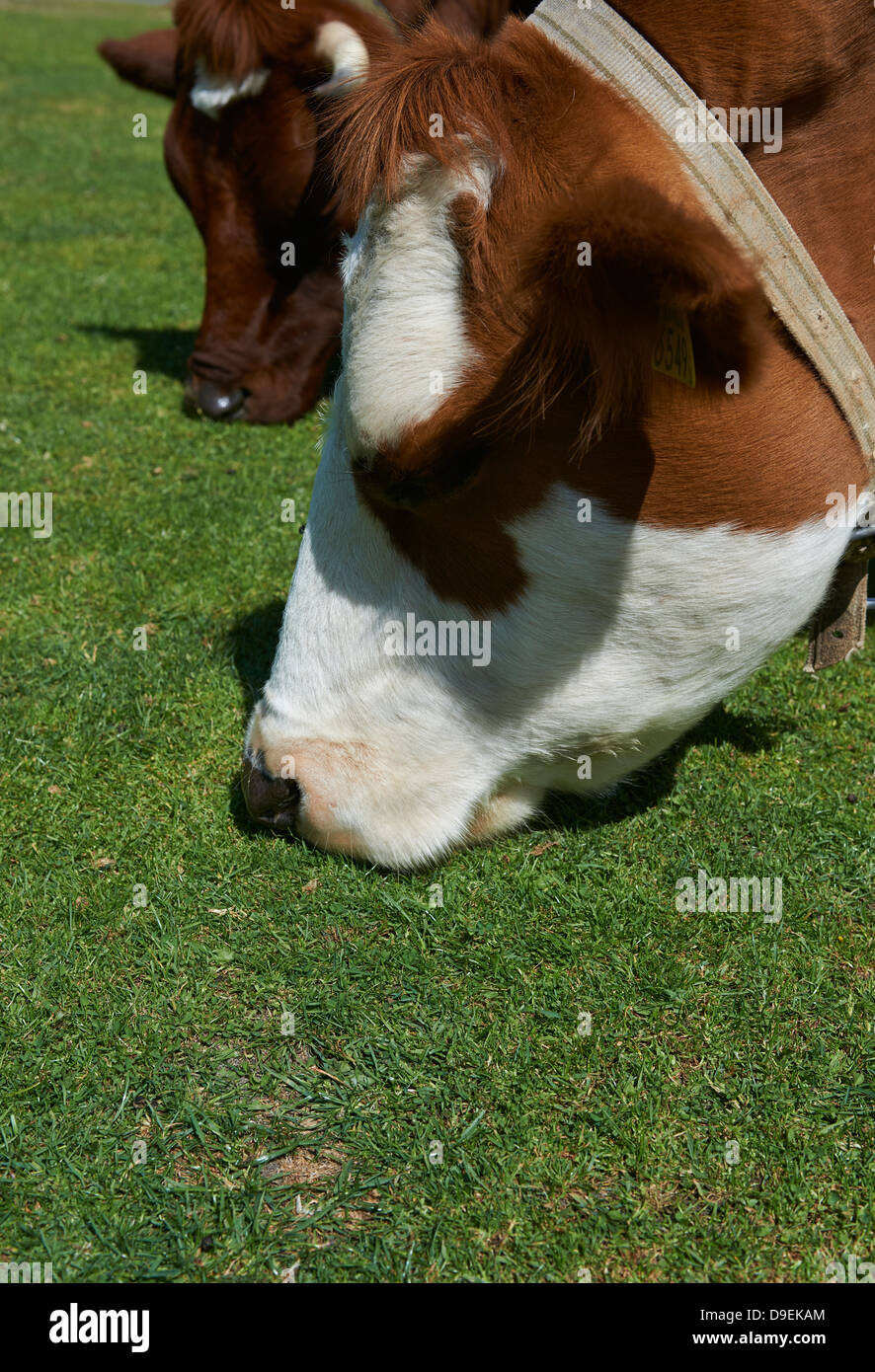 Cow out at feed Stock Photo - Alamy