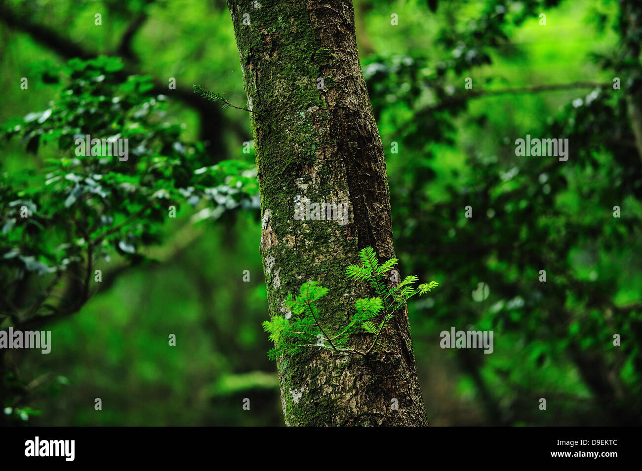 Sprouting leaves and tree Stock Photo - Alamy