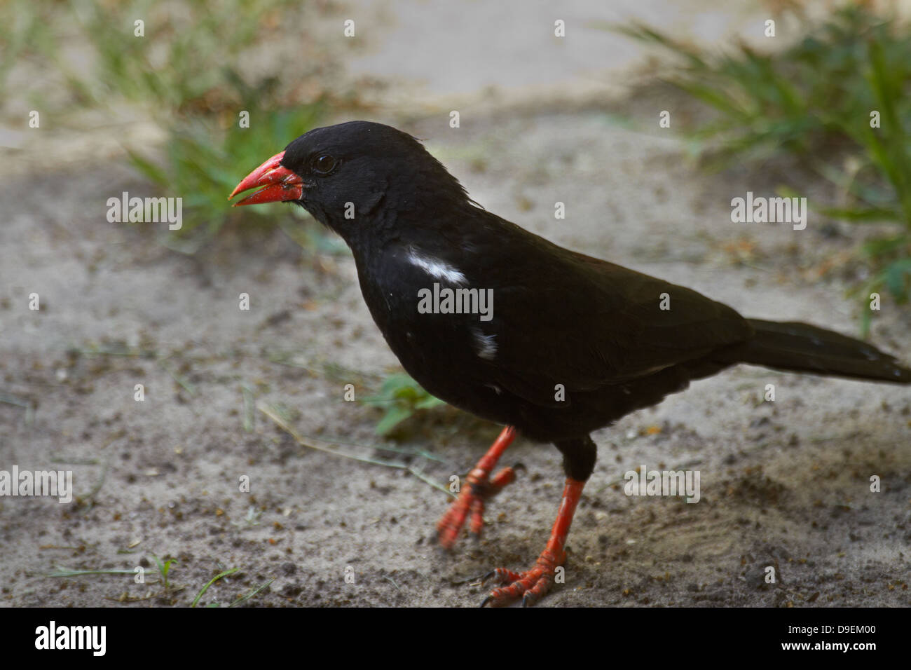Red billed buffalo weaver bubalornis niger hi-res stock photography and ...