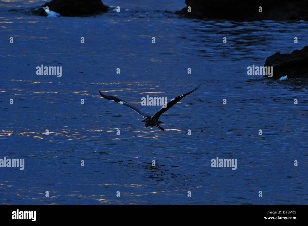 Much loved bird hi-res stock photography and images - Alamy