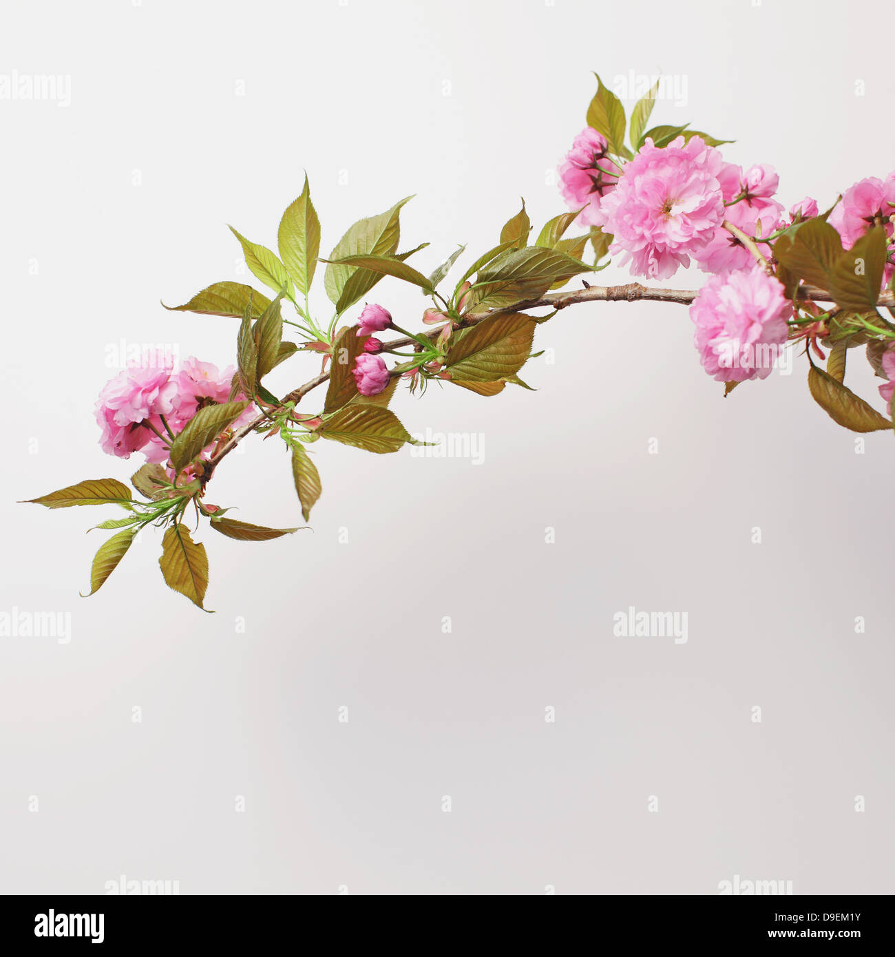 Cherry blossom tree branch Stock Photo - Alamy