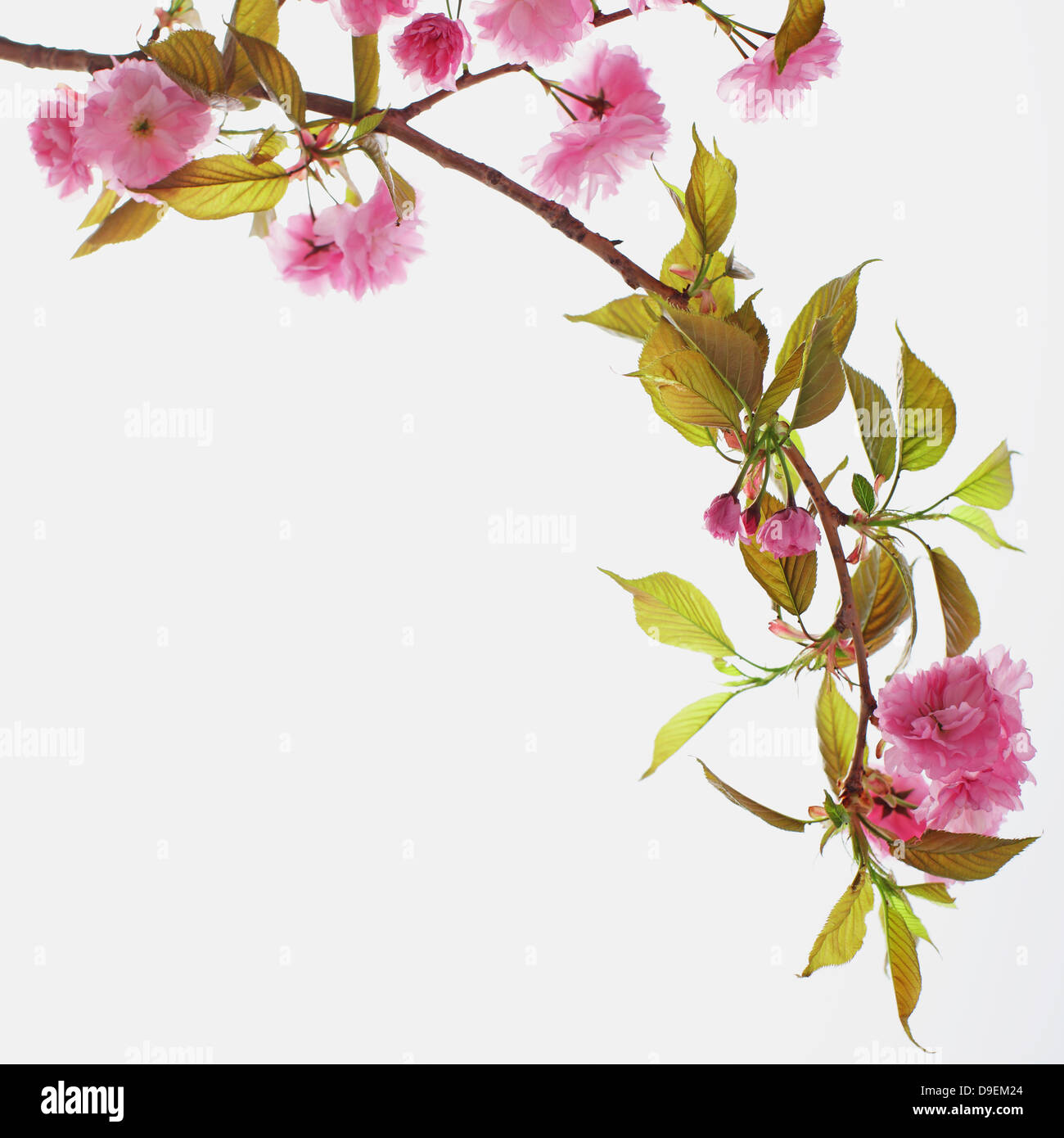 Cherry blossom tree branch Stock Photo - Alamy