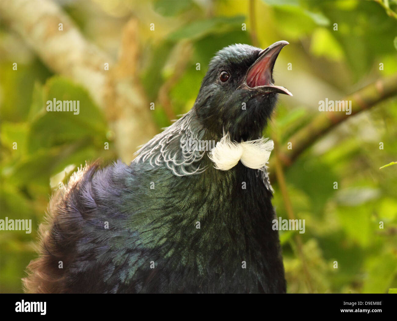 Tui bird call hi-res stock photography and images - Alamy