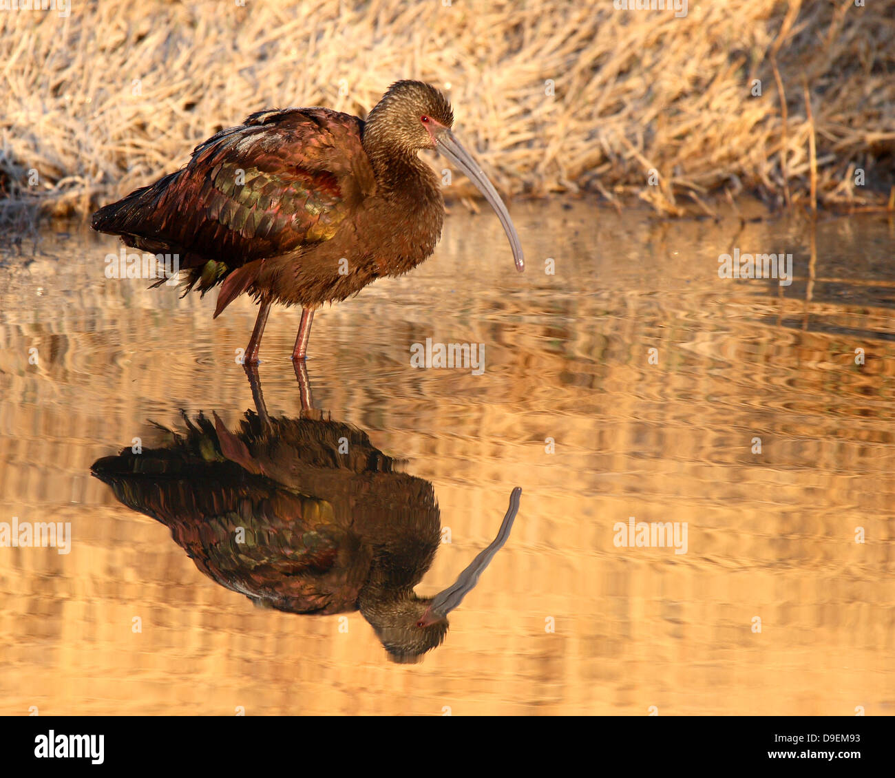 A White-faced Ibis and its reflection in a calm river Stock Photo - Alamy