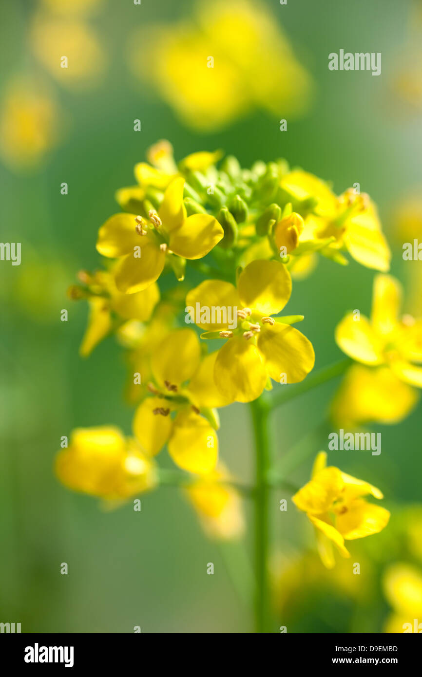 Japanese mustard spinach hi-res stock photography and images - Alamy
