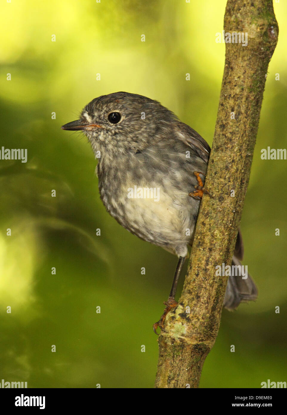 A portrait of a New Zealand Robin against a green background Stock ...