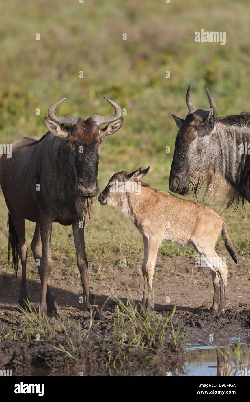 Wildebeest calves hi-res stock photography and images - Alamy