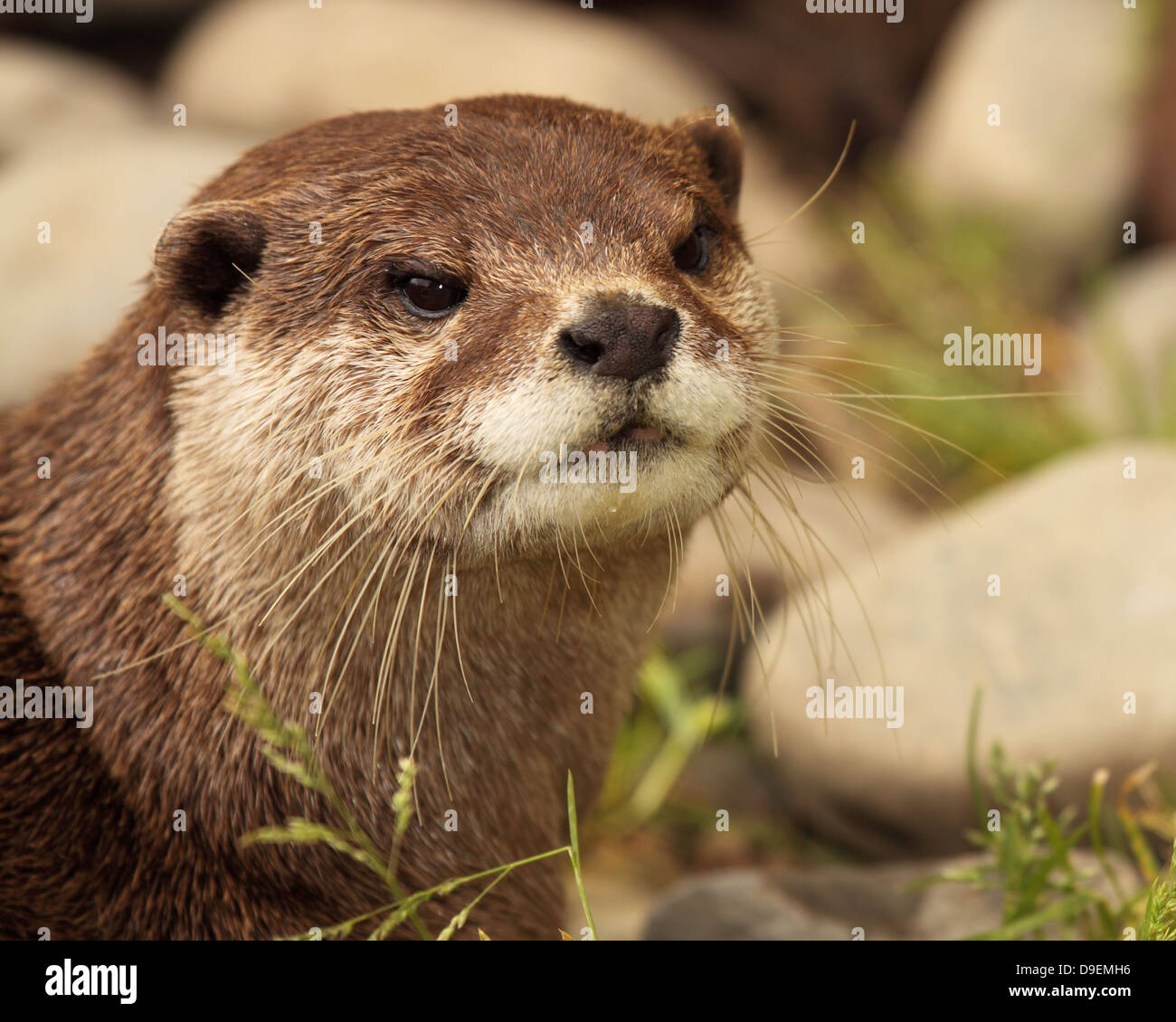Cape clawless otter hi-res stock photography and images - Alamy