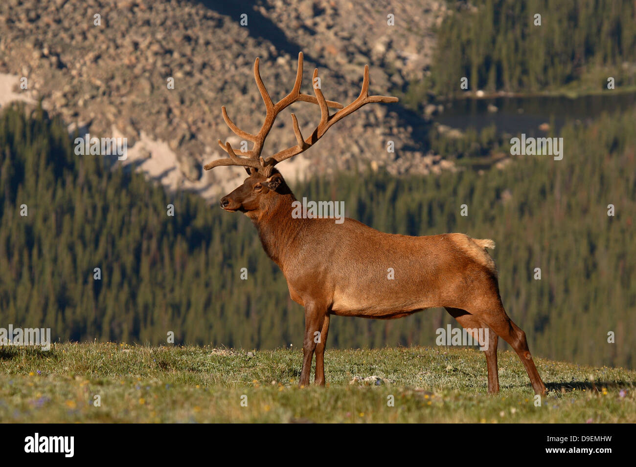 An Elk bull stretching above a mountain lake Stock Photo - Alamy