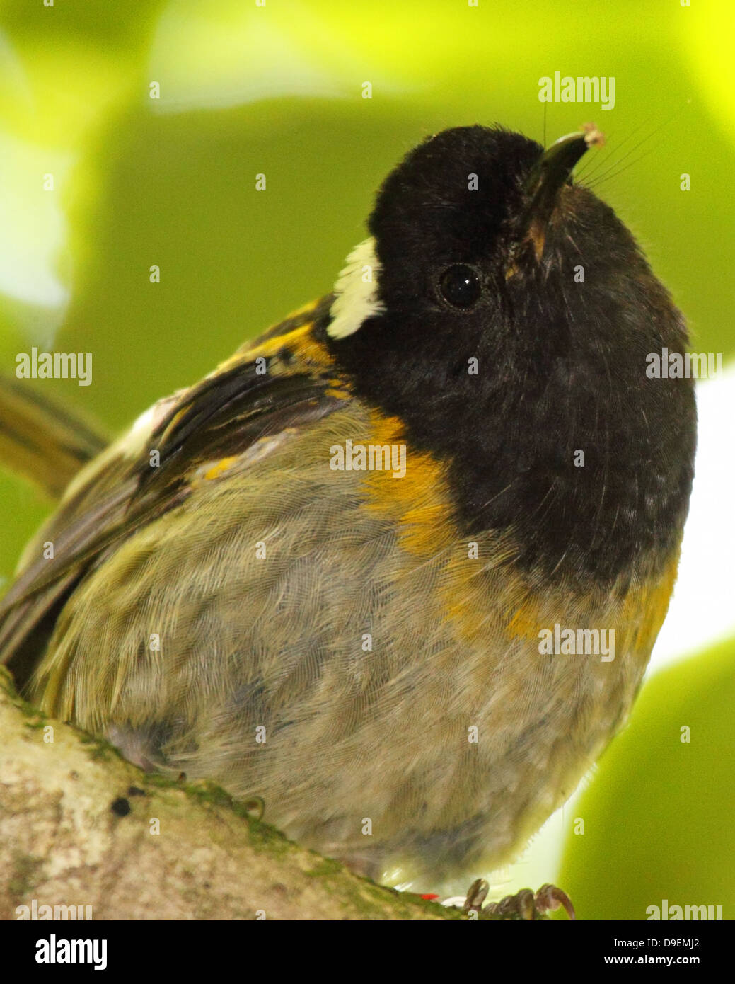 Hihi bird hi-res stock photography and images - Alamy
