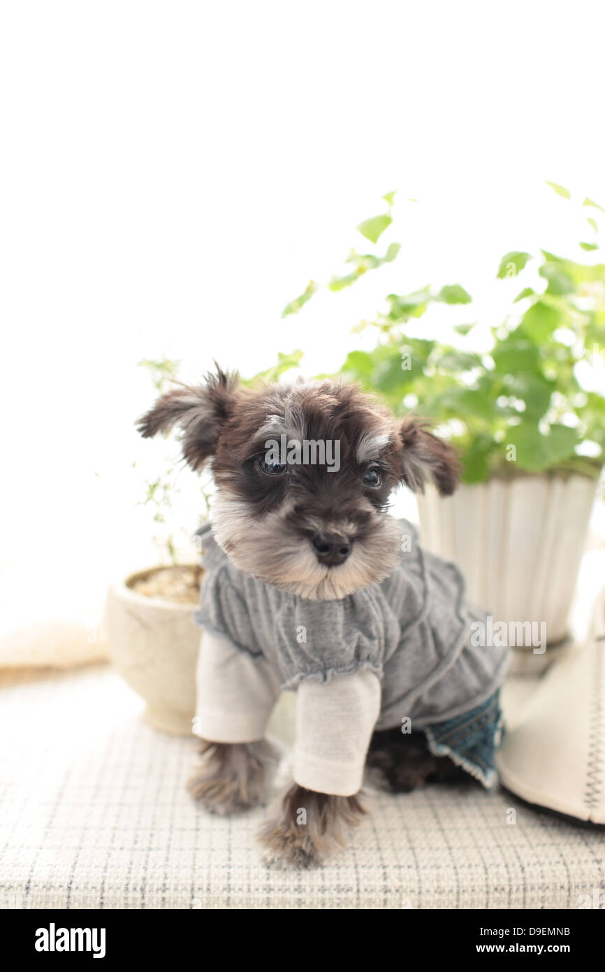 Side view miniature schnauzer hi-res stock photography and images - Alamy