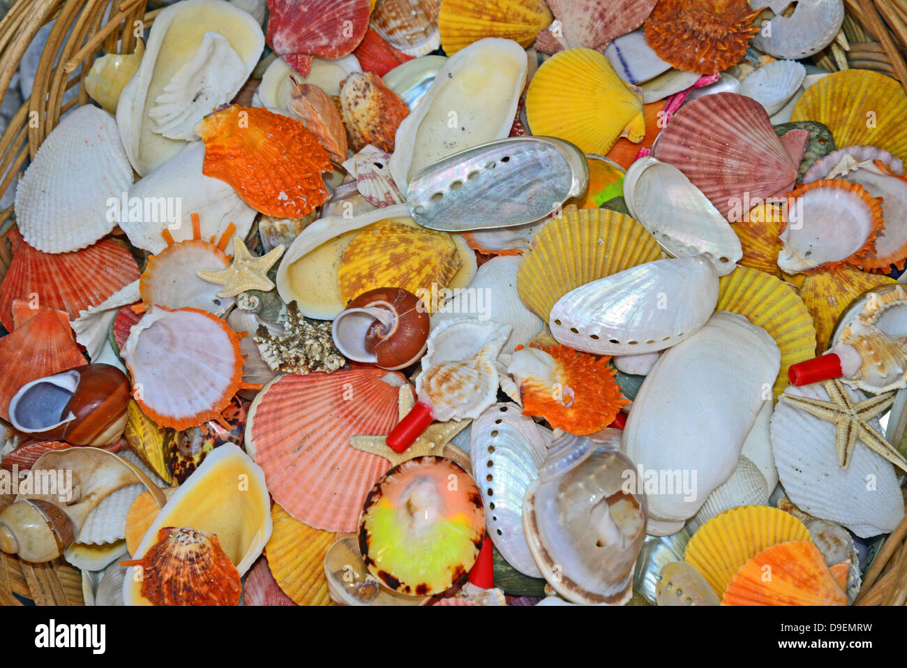 Sea Shells Sale Greece Stock Photos & Sea Shells Sale Greece Stock ...