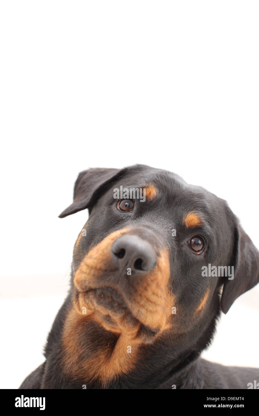 Rottweiler face hi-res stock photography and images - Alamy