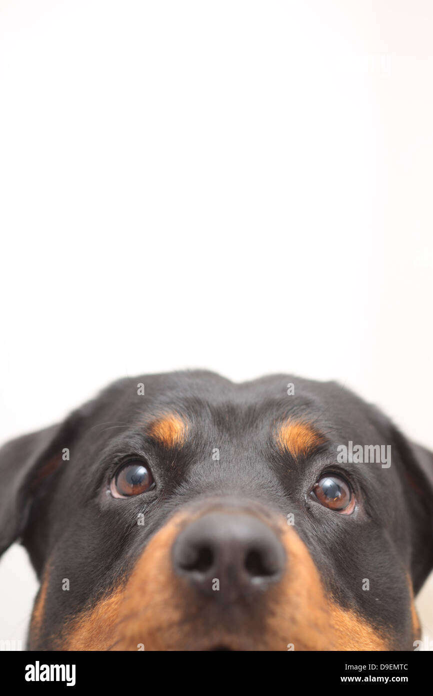 Rottweiler face hi-res stock photography and images - Alamy