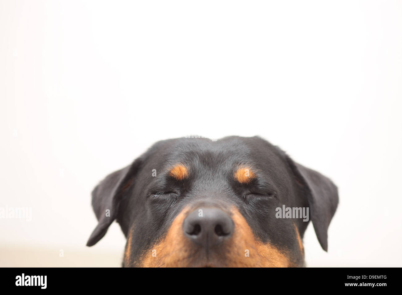 Rottweiler Face High Resolution Stock Photography and Images - Alamy