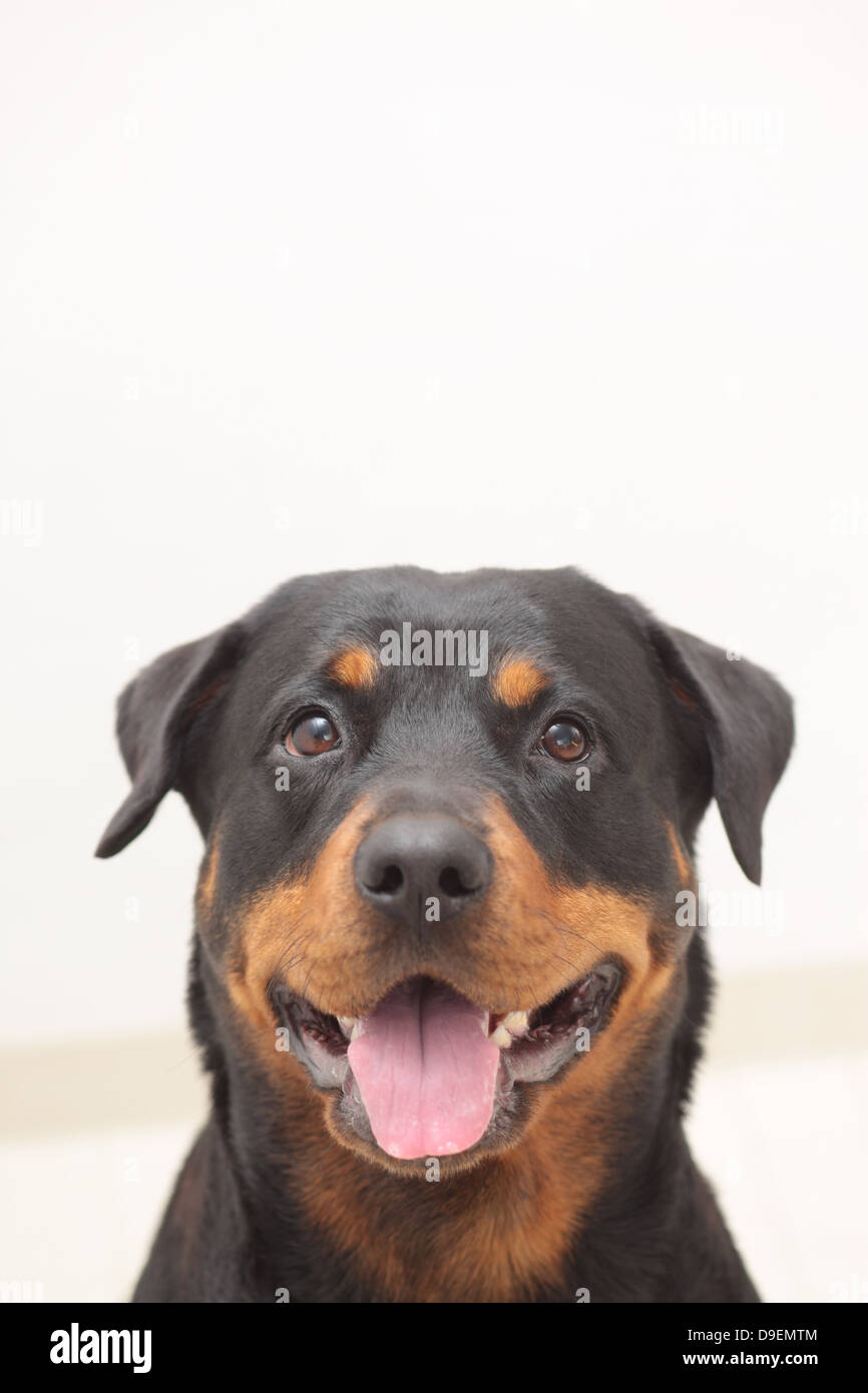 Rottweiler Face High Resolution Stock Photography and Images - Alamy