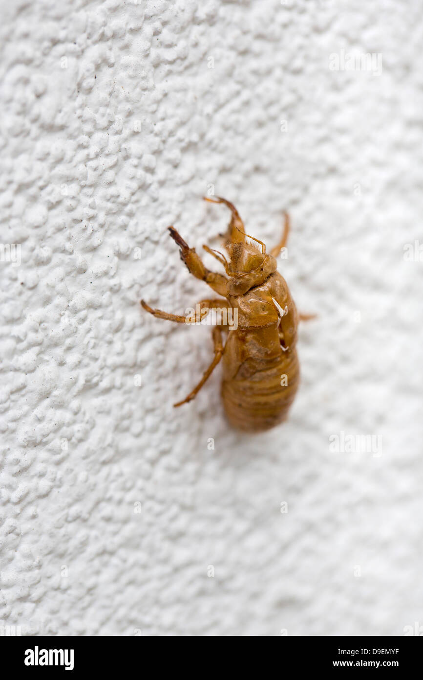 17-year cicada, also known as Magicicada Brood II Stock Photo - Alamy