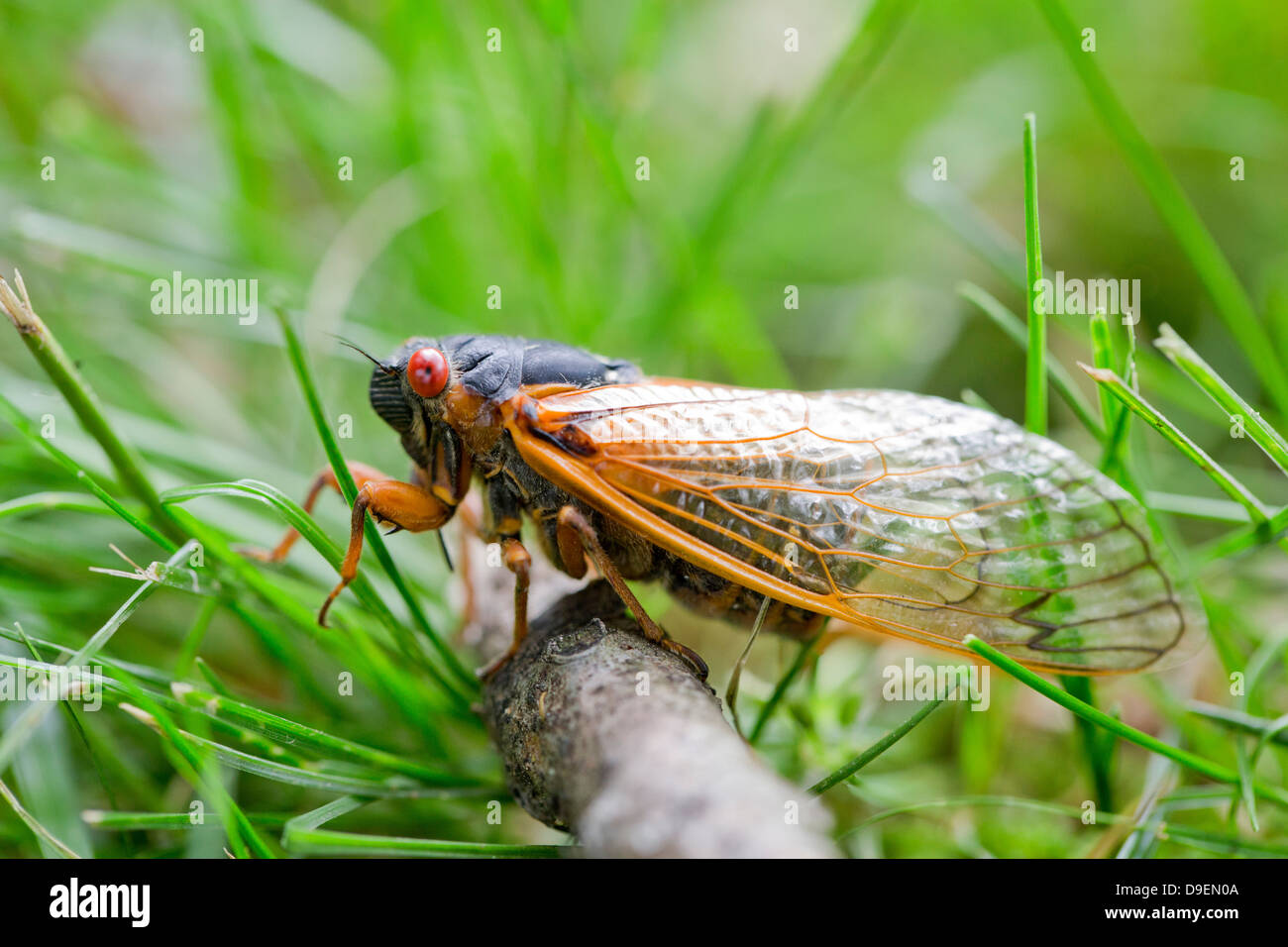 17 year cicada hi-res stock photography and images - Alamy