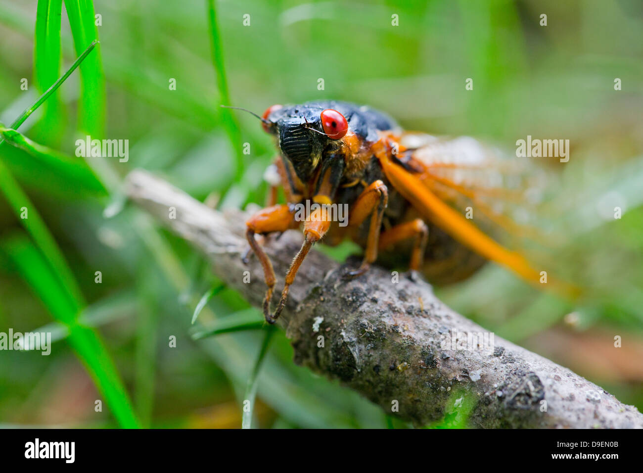 17-year cicada, also known as Magicicada Brood II Stock Photo - Alamy