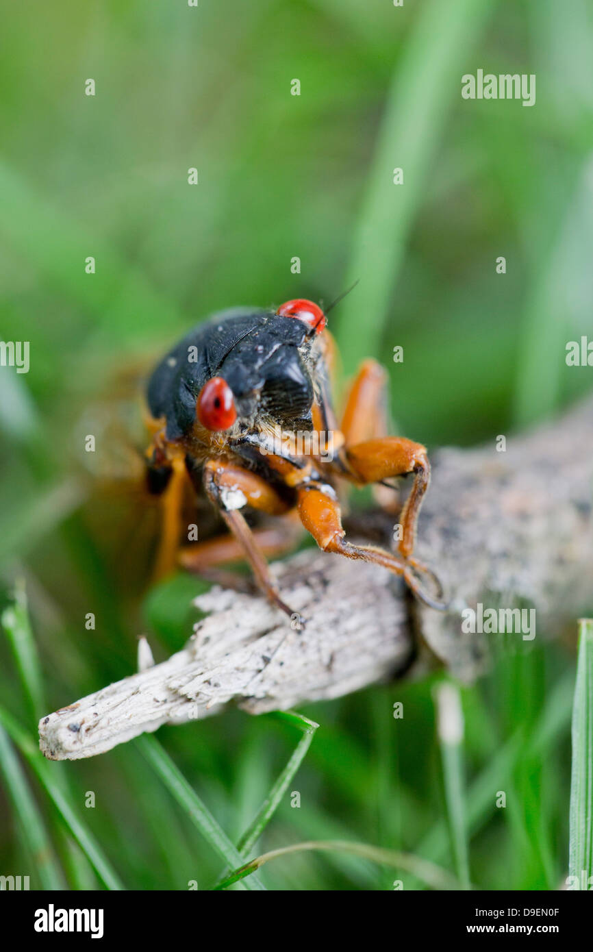 17-year cicada, also known as Magicicada Brood II Stock Photo - Alamy