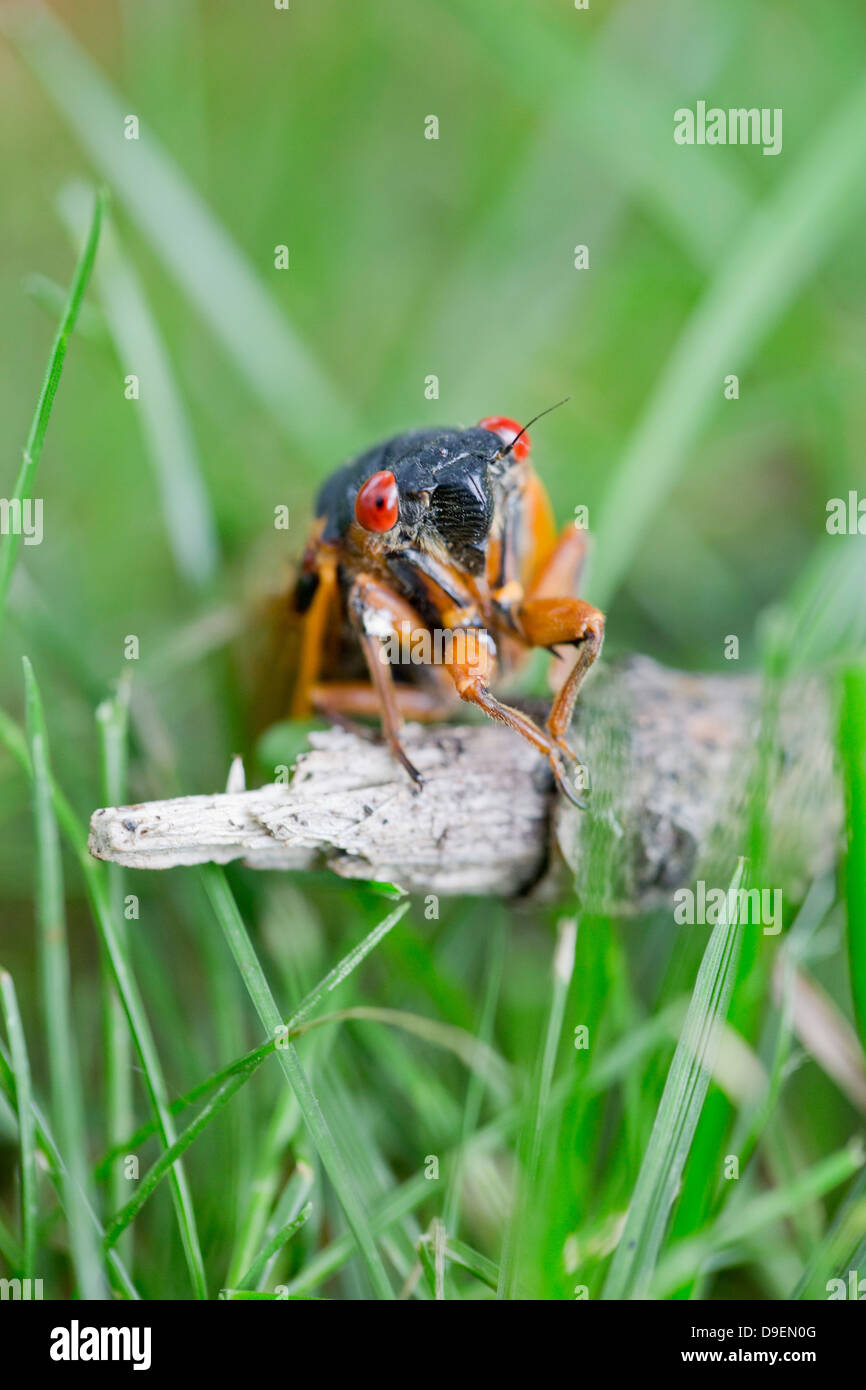 17-year cicada, also known as Magicicada Brood II Stock Photo - Alamy