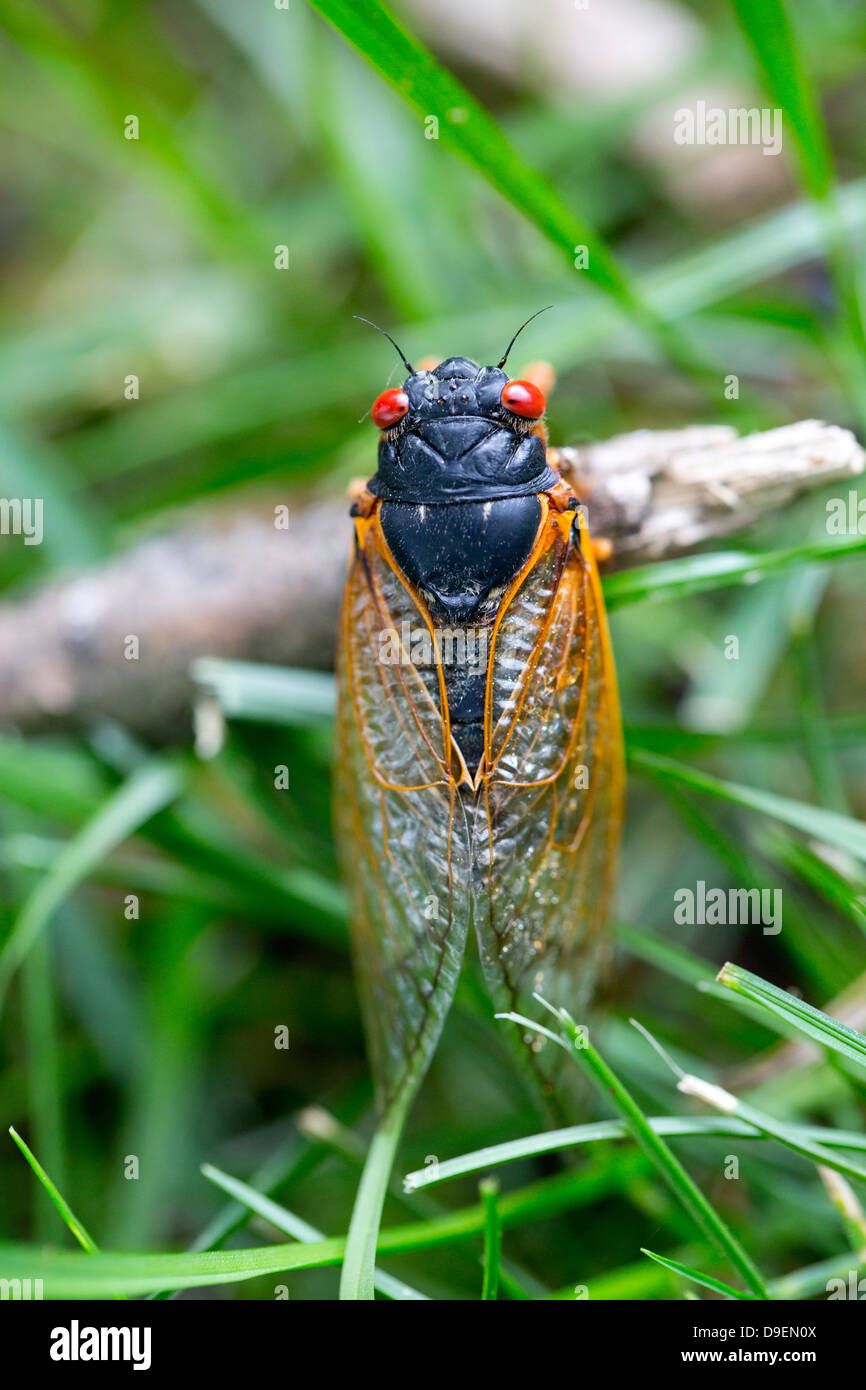 17-year cicada, also known as Magicicada Brood II Stock Photo - Alamy